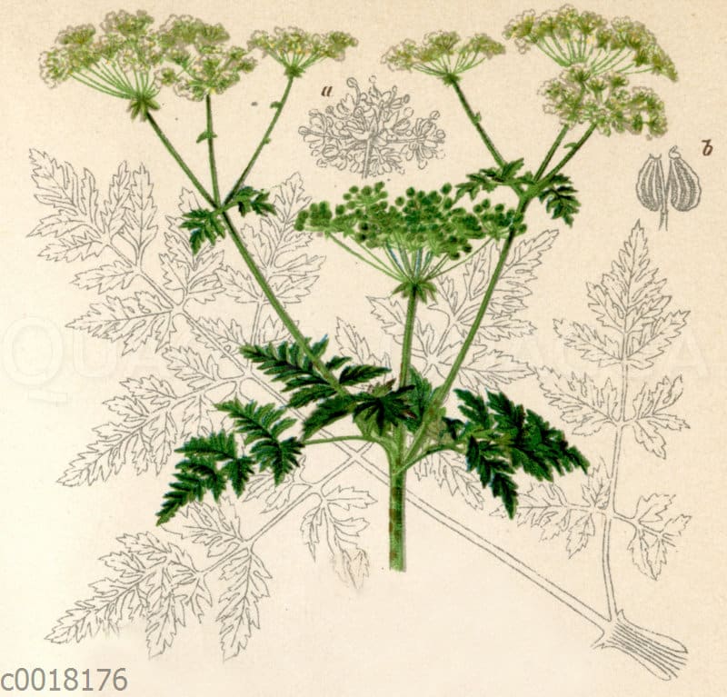 Gefleckter Schierling