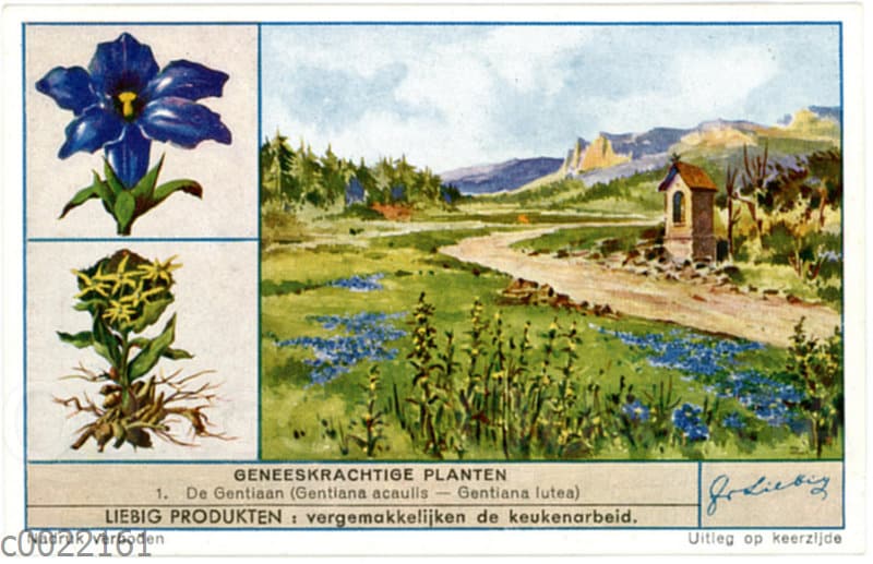 Kochscher Enzian_Gelber Enzian - Quagga Illustrations