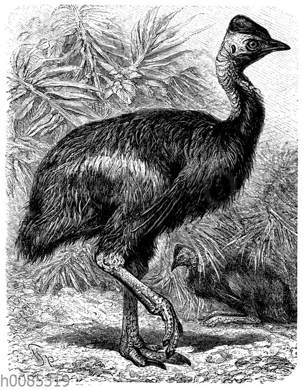 helmkasuar-quagga-illustrations